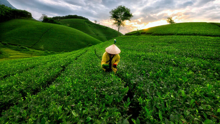 Vietnam ocupa el quinto lugar en el mundo en exportación de té | Diario ... Vietnam ocupa el quinto lugar en el mundo en exportación de té | Diario ...